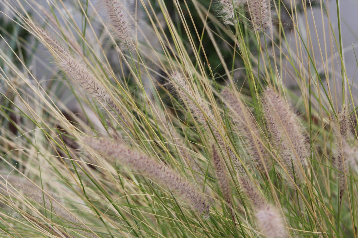 Conserving Water with Desert Native and Drought-Tolerant Plants | Star ...