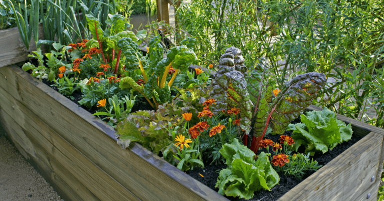 Small Scale Gardening - Utilizing Containers | Star Nursery Garden and ...