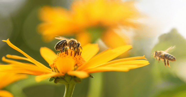 How to Create a Pollinator Garden in 5 Easy Steps | Star Nursery Garden ...