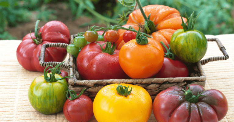 Easy-to-Grow Tomato Plants for High-Yielding Results | Star Nursery ...