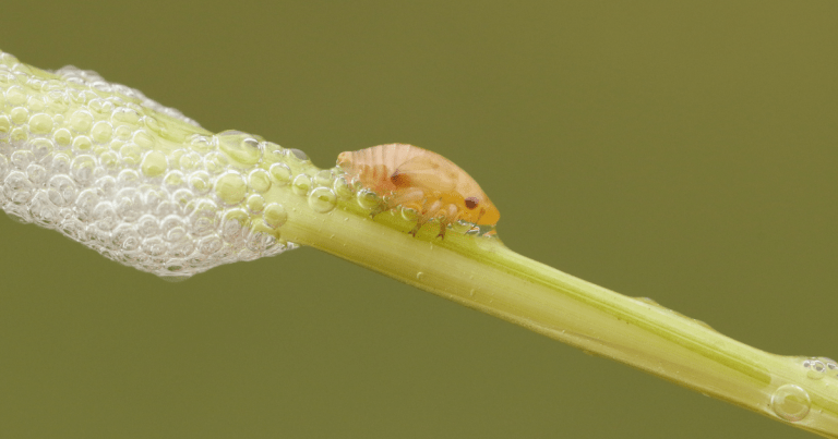 Enjoy a Summer Free of Pests and Disease | Tips for Prevention | Star ...