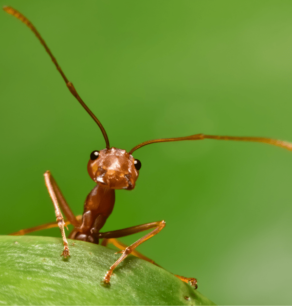 Enjoy a Summer Free of Pests and Disease | Tips for Prevention | Star ...