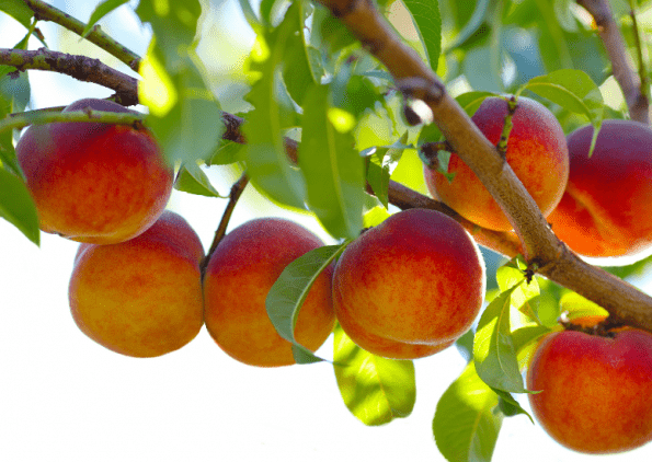 The Ultimate Guide to Fruit and Citrus Trees | Star Nursery Garden and ...