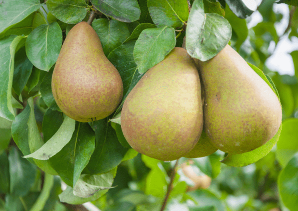 The Ultimate Guide to Fruit and Citrus Trees | Star Nursery Garden and ...