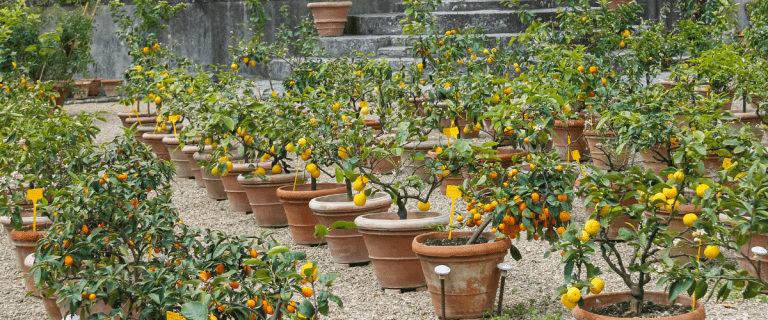 The Ultimate Guide to Fruit and Citrus Trees | Star Nursery Garden and ...
