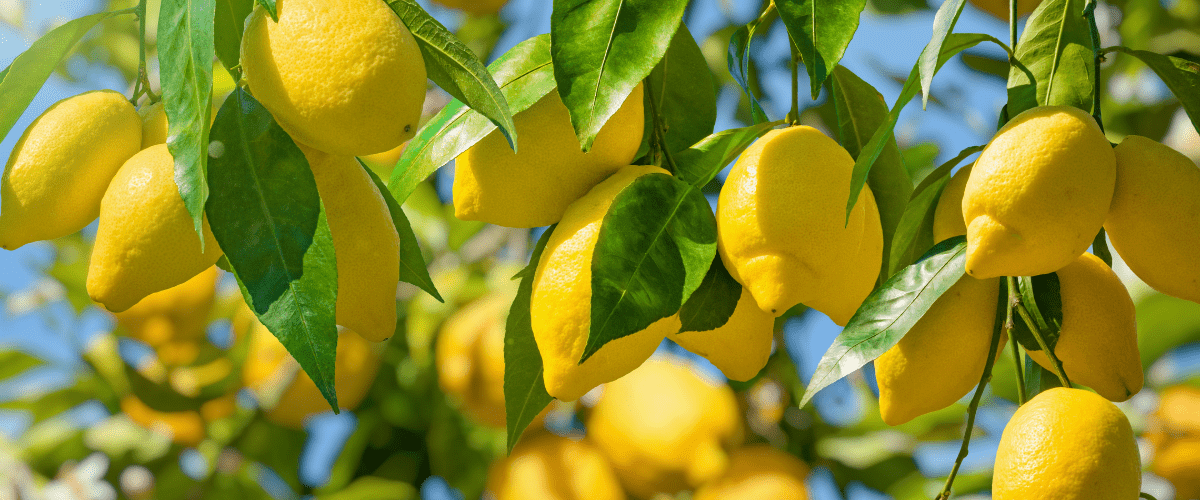 The Ultimate Guide to Fruit and Citrus Trees | Star Nursery Garden and ...