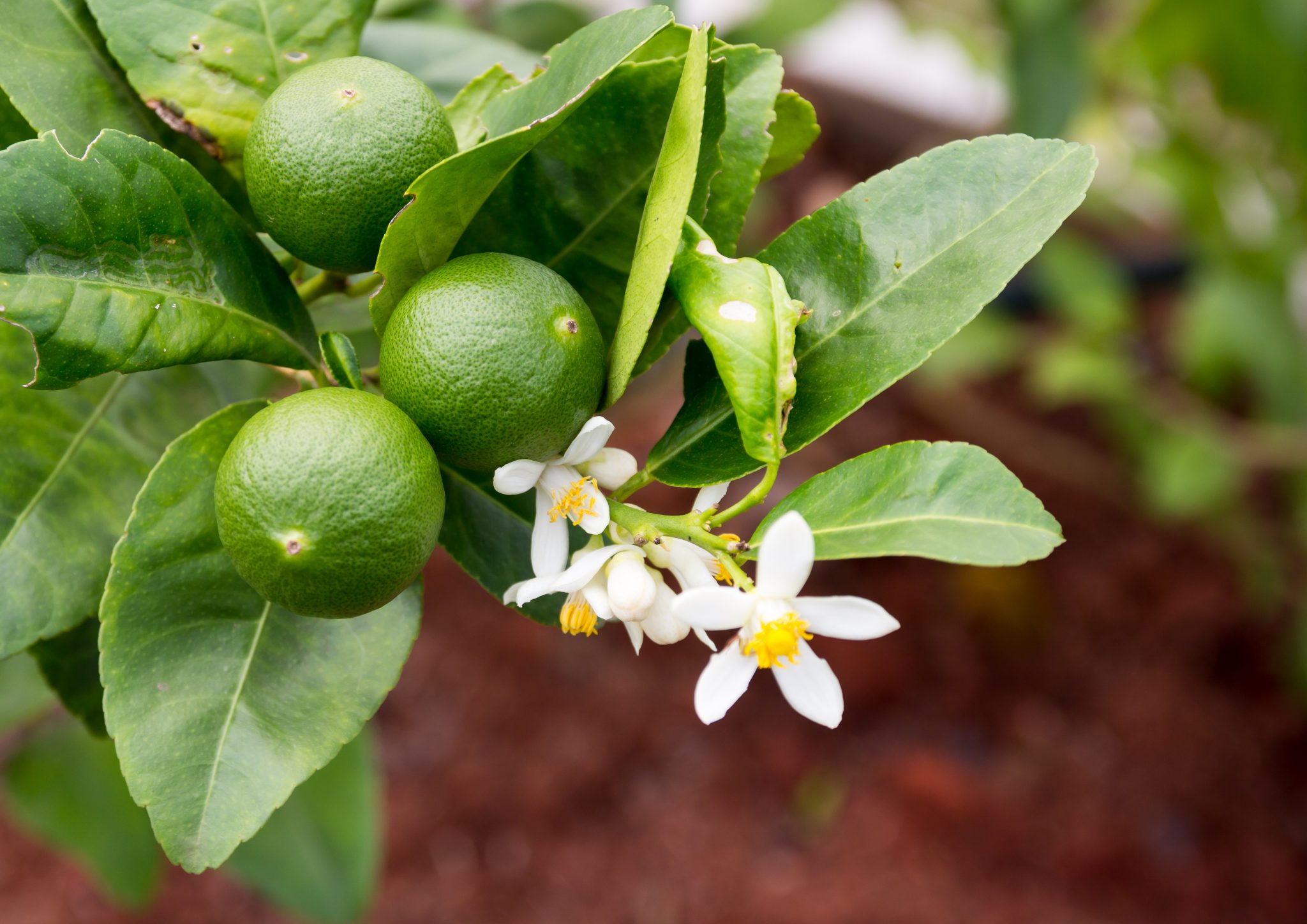 The Ultimate Guide to Fruit and Citrus Trees | Star Nursery Garden and ...