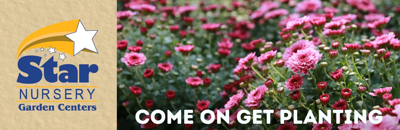 Star Note # 001 Planting Guide for Container Trees and Shrubs | Star ...