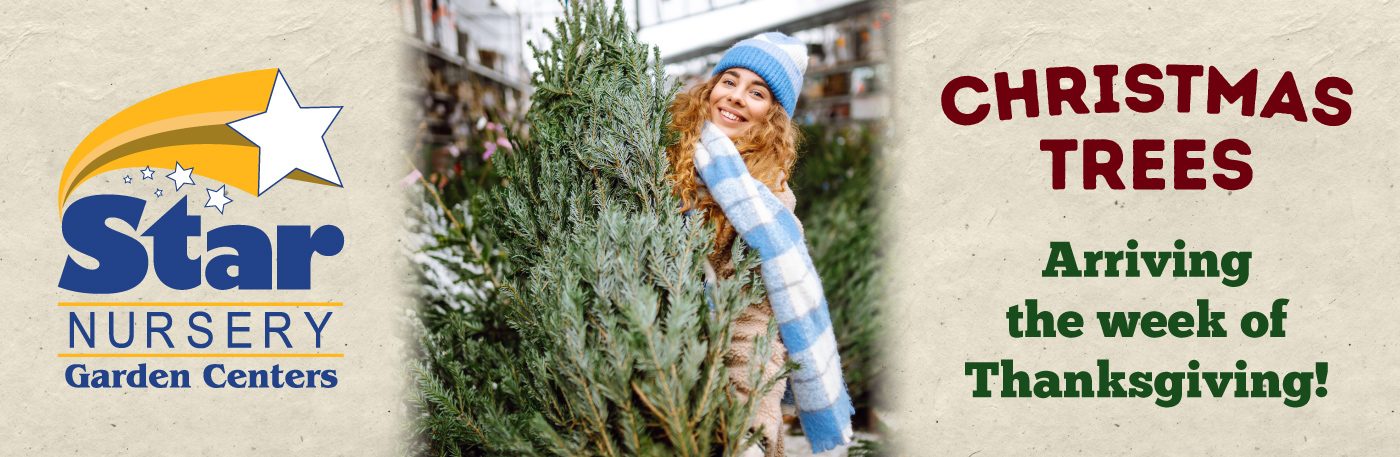 Star Nursery Garden Center’s Plant Library | Winter Plants | Star ...