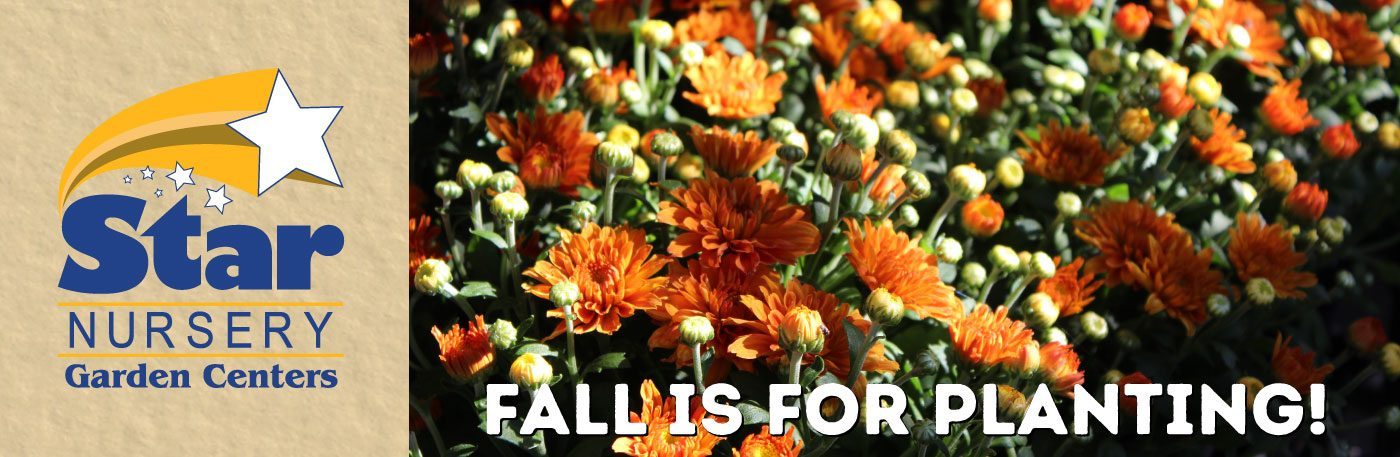 #410 Care and Planting of Joshua Trees | Star Nursery Garden and Rock ...